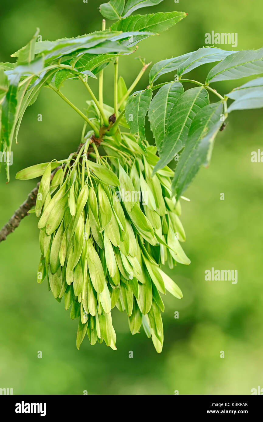 Gemeine esche -Fotos und -Bildmaterial in hoher Auflösung – Alamy