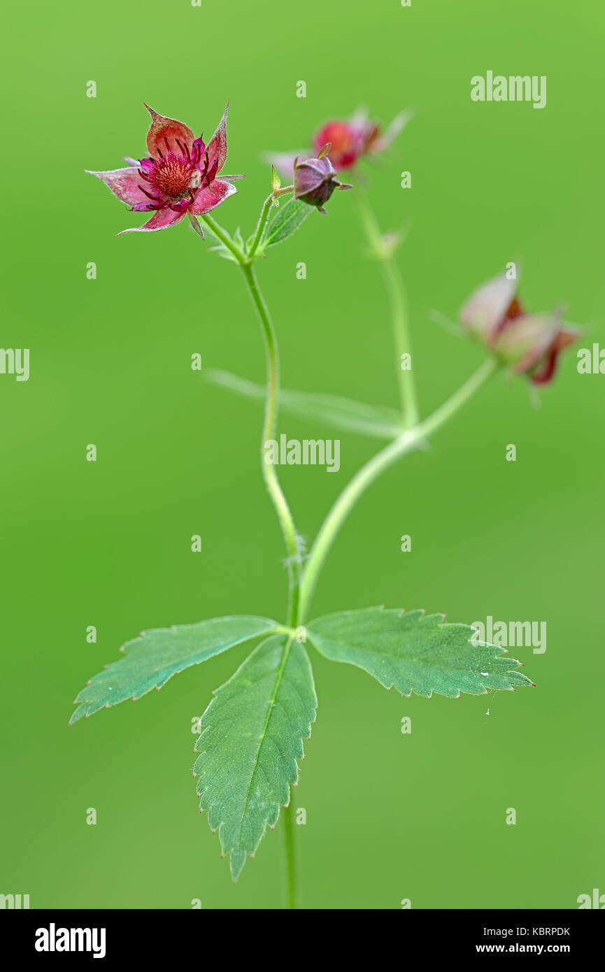 Marsh Cinquefoil, Nordrhein-Westfalen, Deutschland/(Potentilla ...