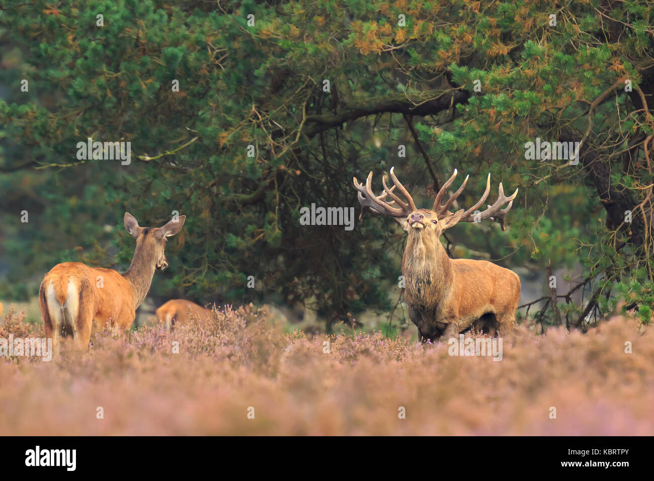 Rothirsch Cervus elaphus Hirsch mit großen Geweih und jagt Weibchen ...