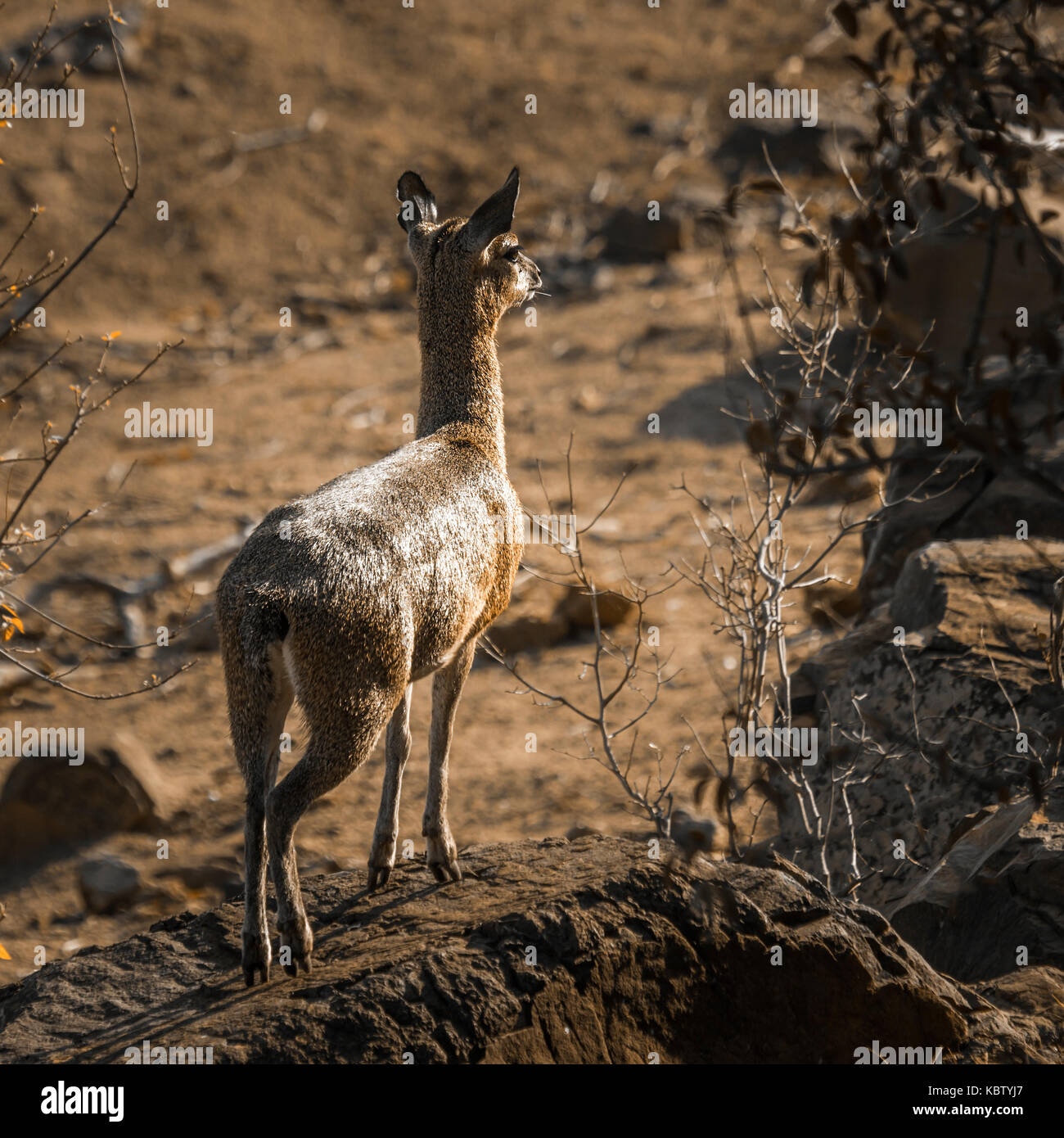 Klippspringer in Krüger Nationalpark, Südafrika; specie oreotragus ...