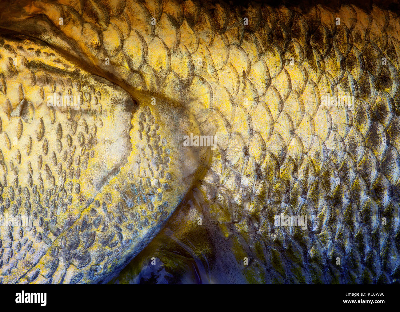 Echte Kunst Zander Fisch Schuppen Hintergrund Stockfotografie - Alamy