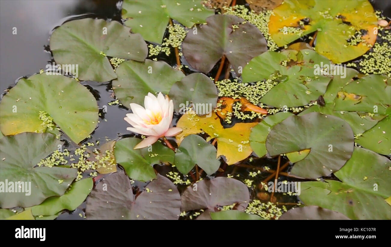 Schöne Blumen und Blätter im Sumpf. Der Sumpf Lotus. Blumen und Blätter ...
