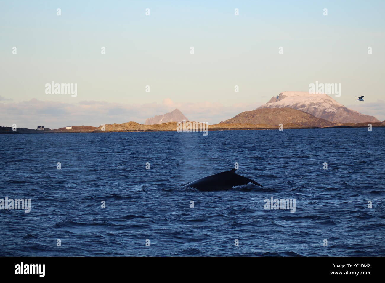 Fliegender Wal Stockfotos und -bilder Kaufen - Alamy