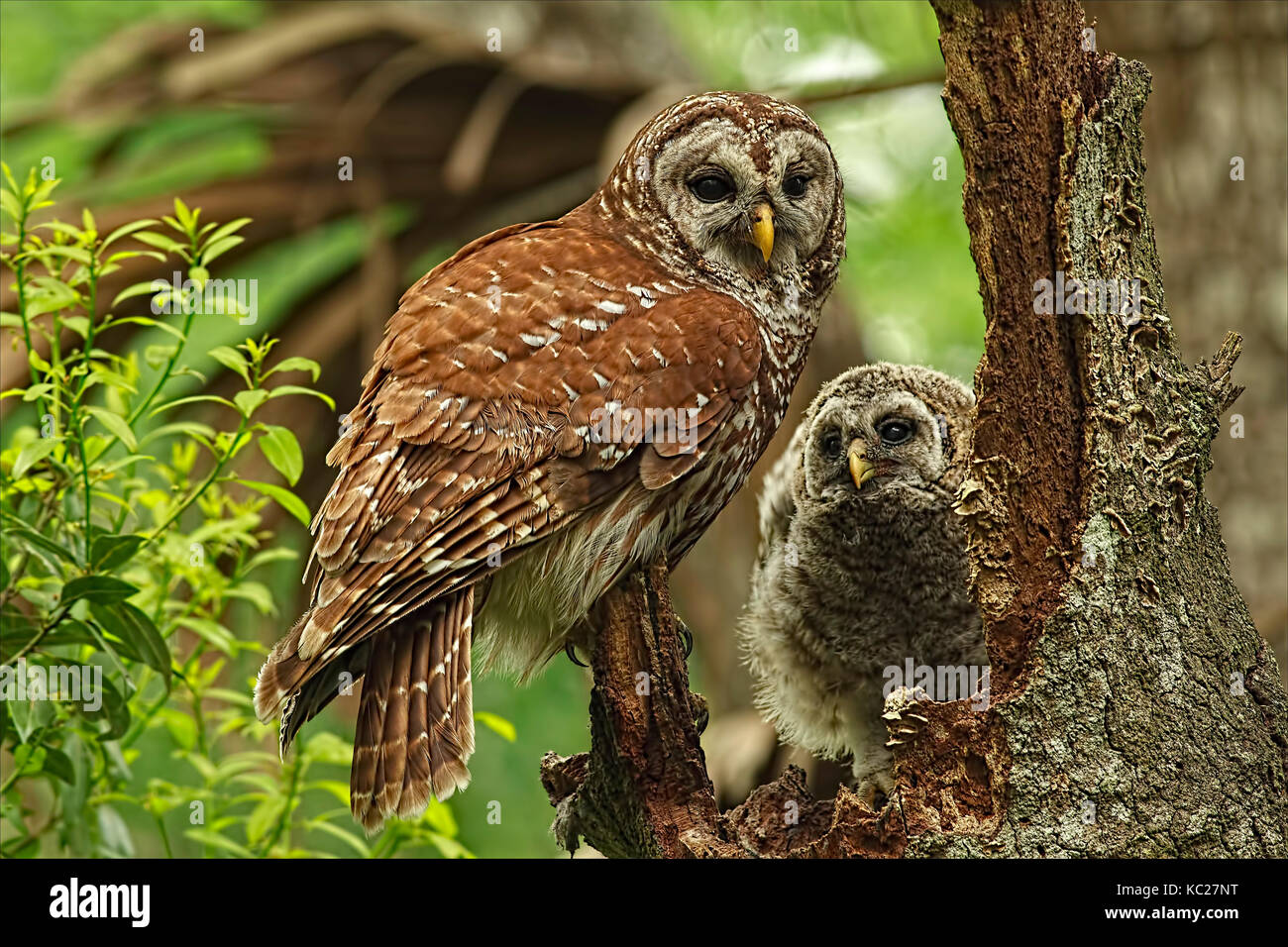 Eule nest -Fotos und -Bildmaterial in hoher Auflösung – Alamy