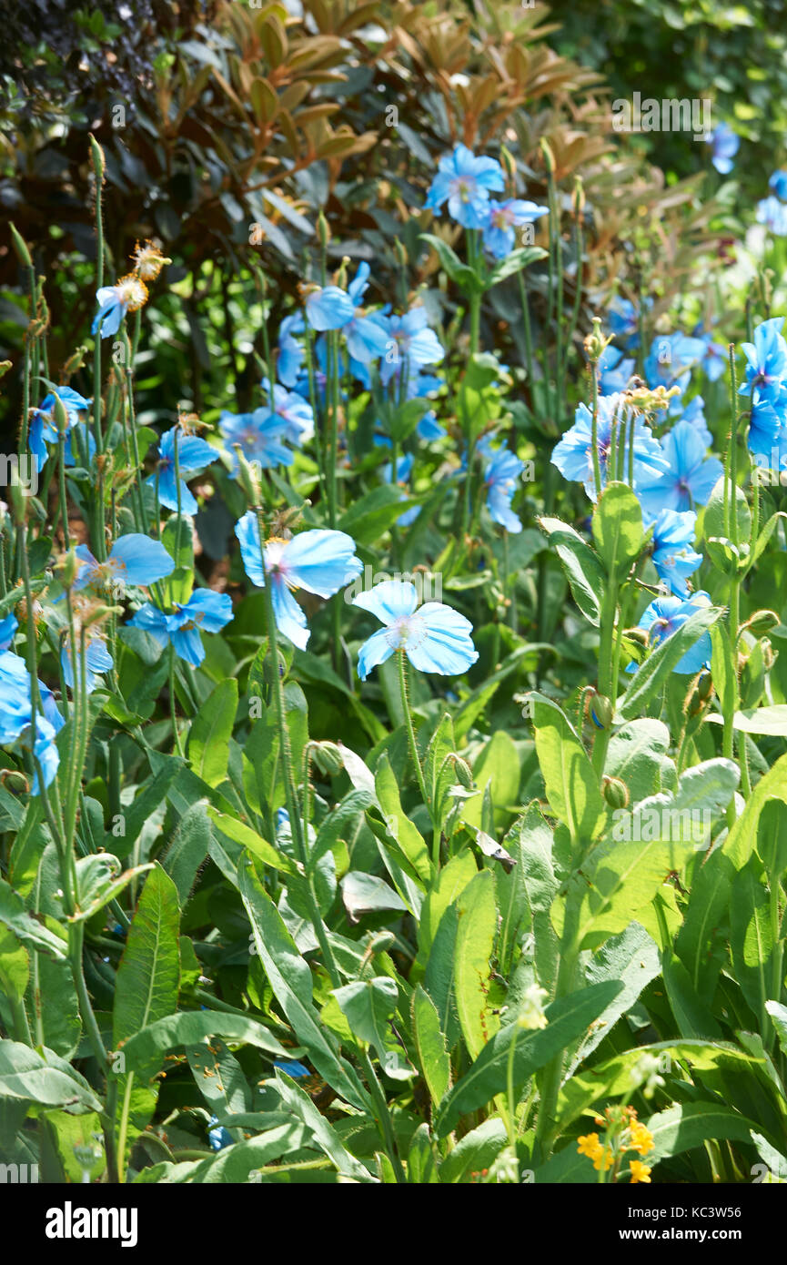 Mecanopsis betonicifolia -Fotos und -Bildmaterial in hoher Auflösung ...