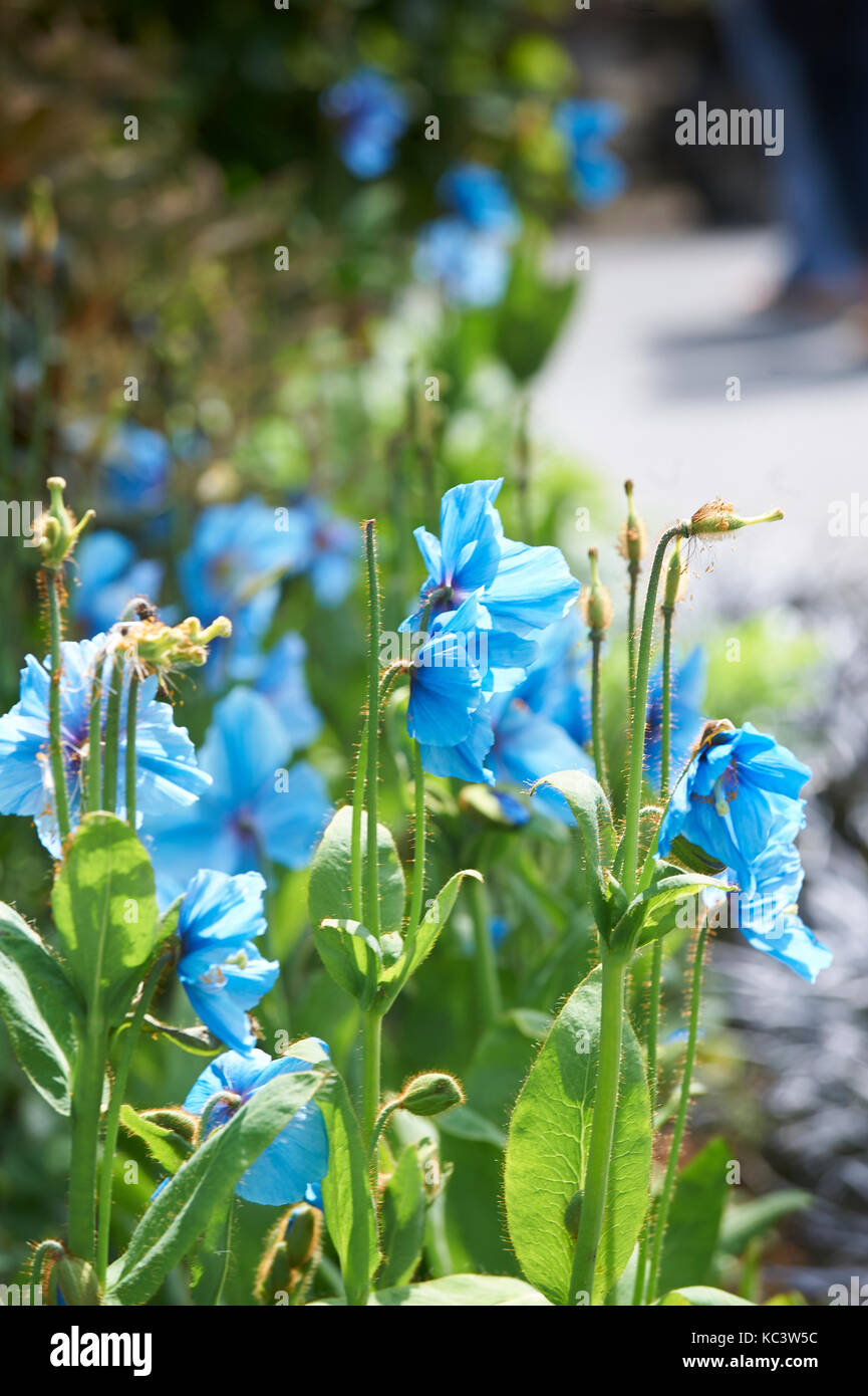 Mecanopsis betonicifolia -Fotos und -Bildmaterial in hoher Auflösung ...
