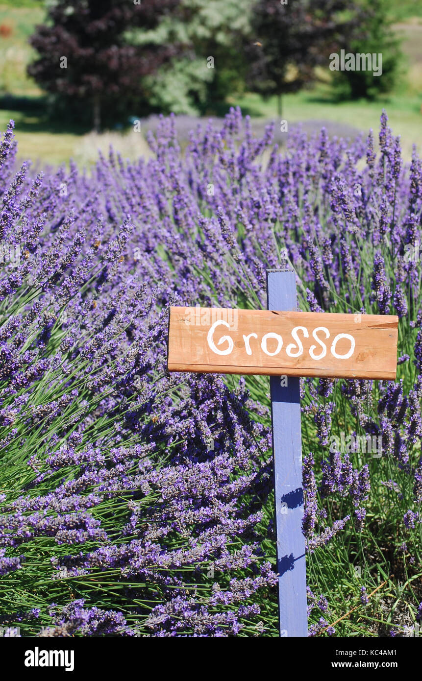 Lavender grosso -Fotos und -Bildmaterial in hoher Auflösung – Alamy
