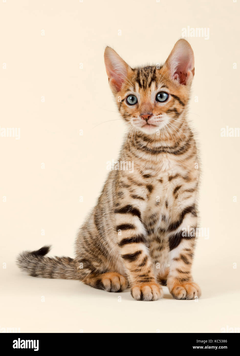 Tiger katze felis silvestris catus -Fotos und -Bildmaterial in hoher ...