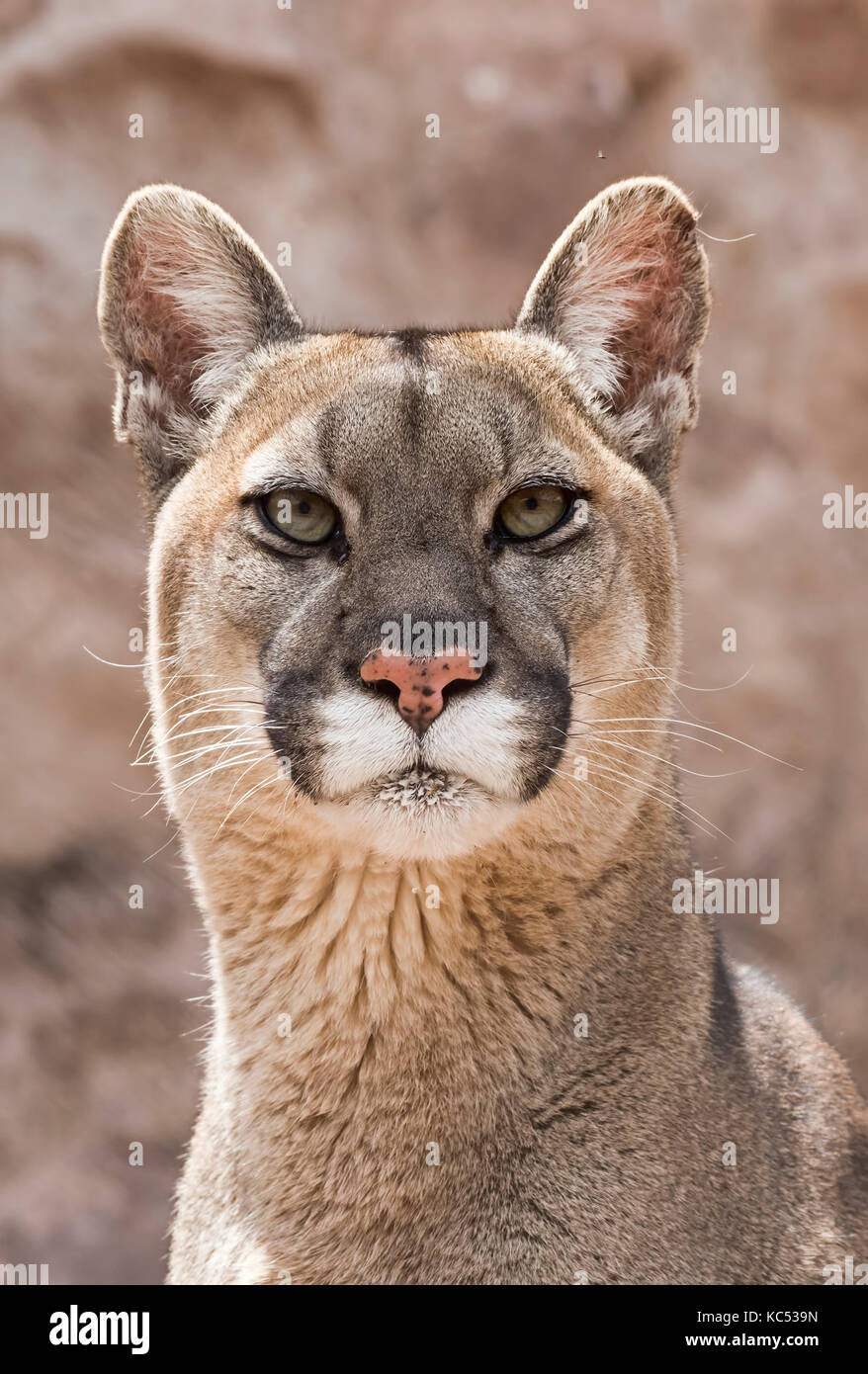 Captive puma cat -Fotos und -Bildmaterial in hoher Auflösung – Alamy