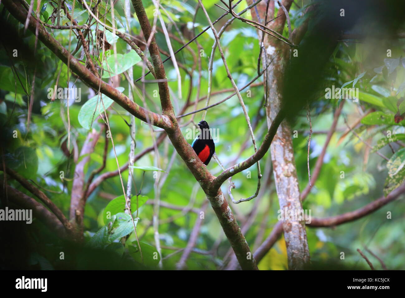 Hervorragende pitta (pitta superba) in Manus Island, Papua New Guinea ...