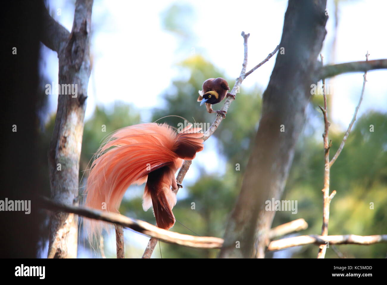 Raggiana Bird-of-paradise (paradisaea raggiana) in varirata National ...