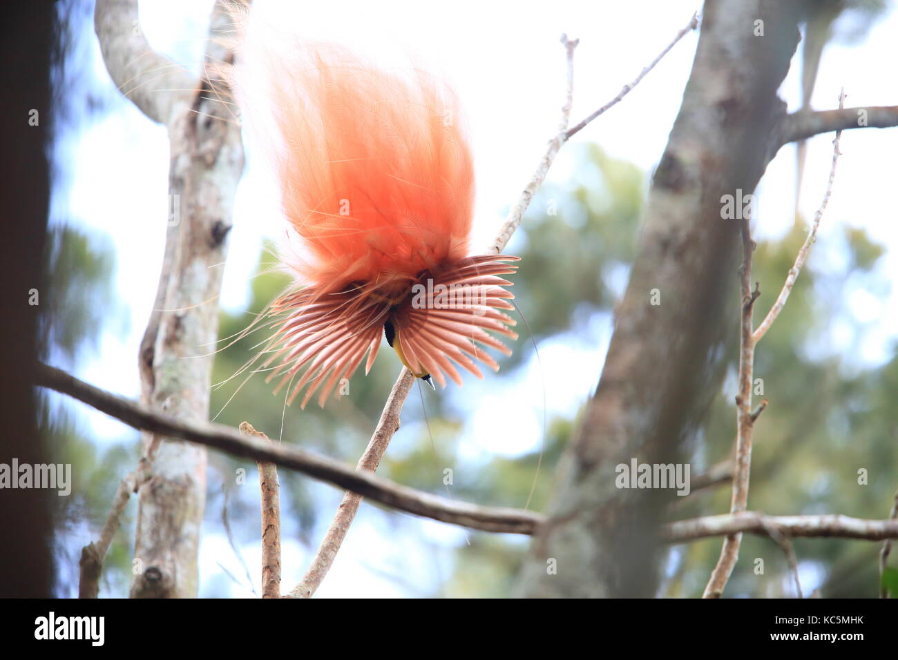 Raggiana Bird-of-paradise (paradisaea raggiana) in varirata National ...