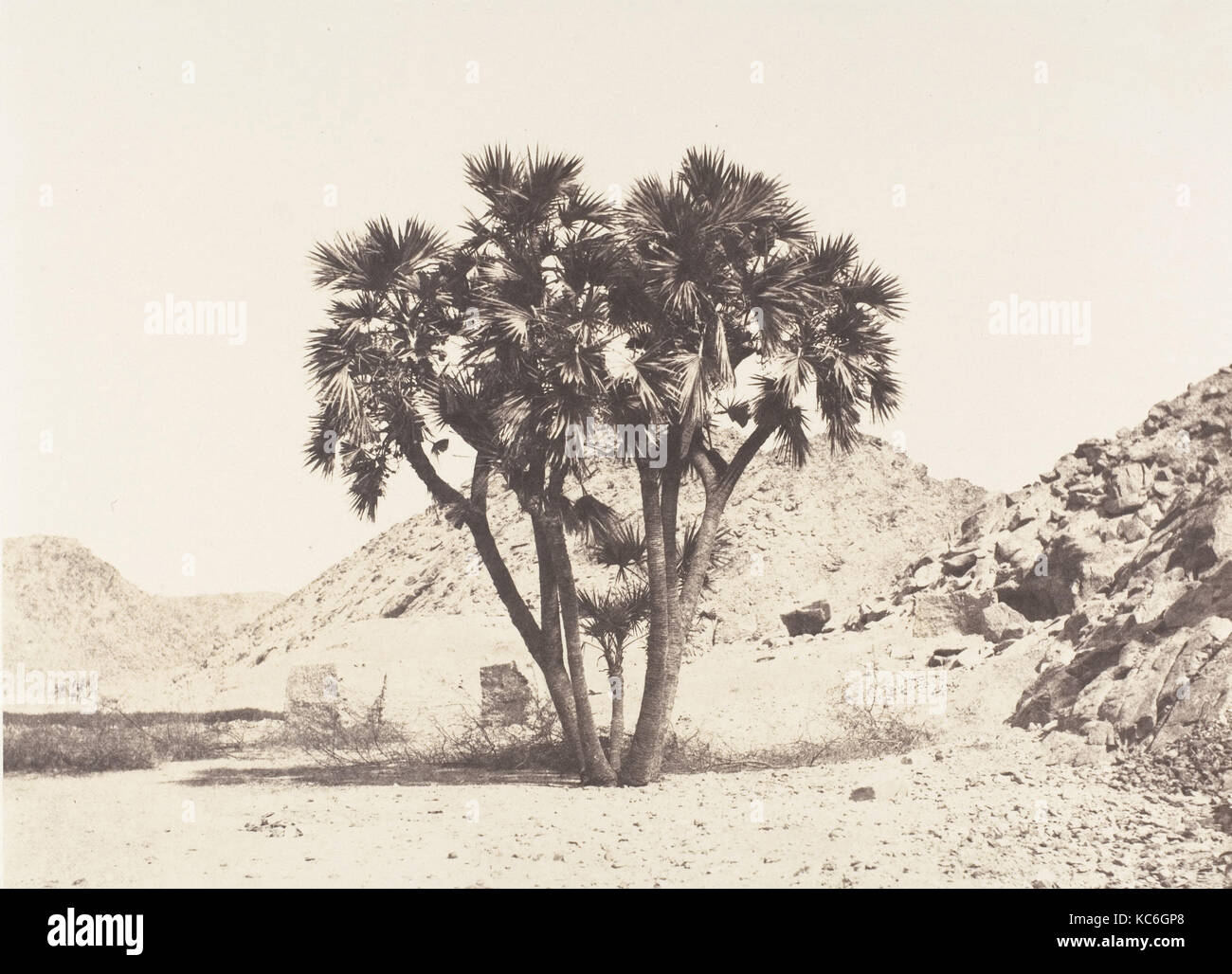 Doum doum -Fotos und -Bildmaterial in hoher Auflösung – Alamy