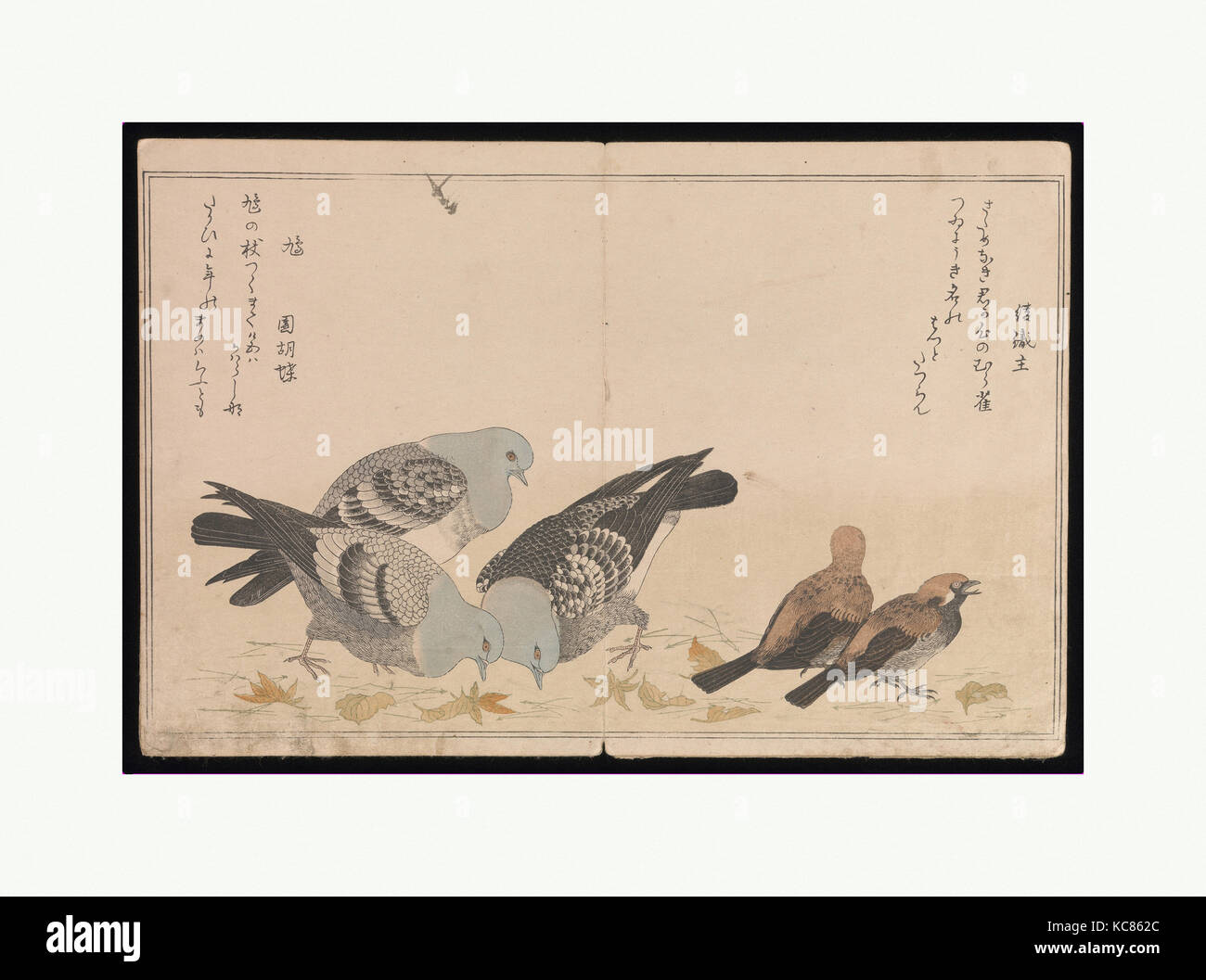 Momo chidori kyoka awase -Fotos und -Bildmaterial in hoher Auflösung ...