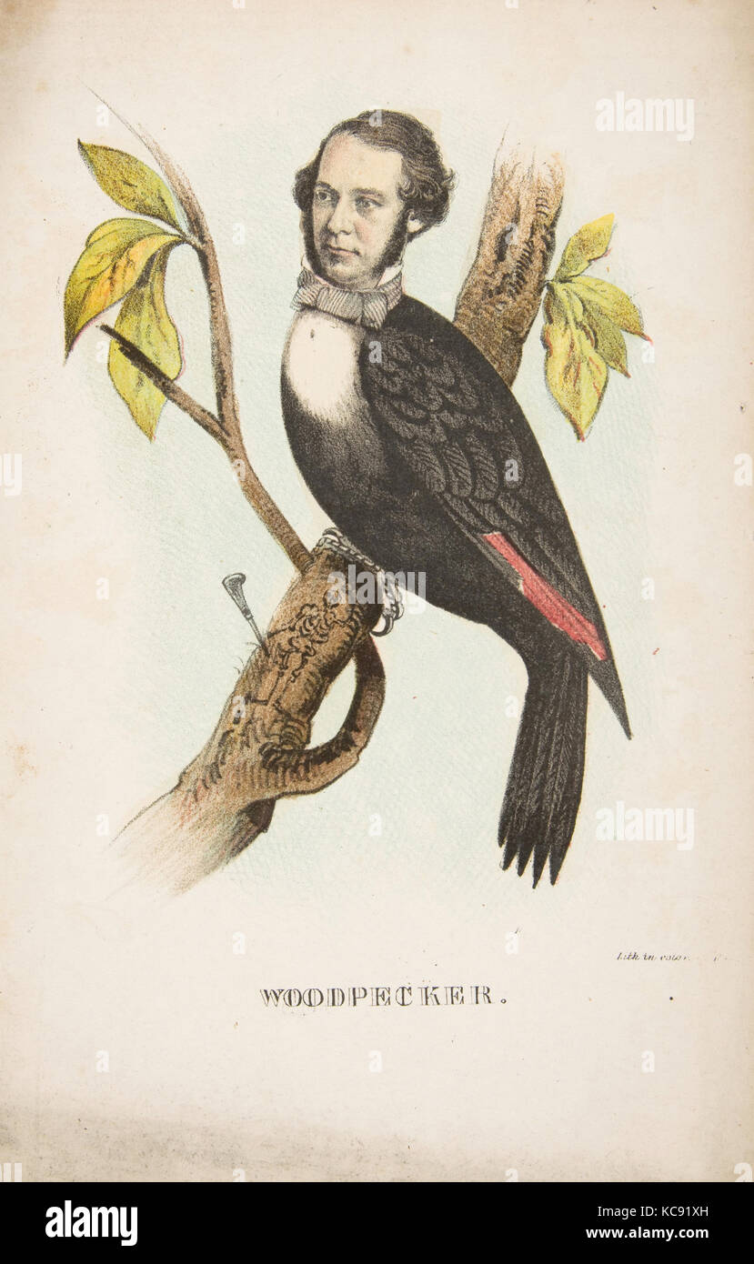 Specht (William B. Gihon), aus dem Comic natürliche Geschichte der ...