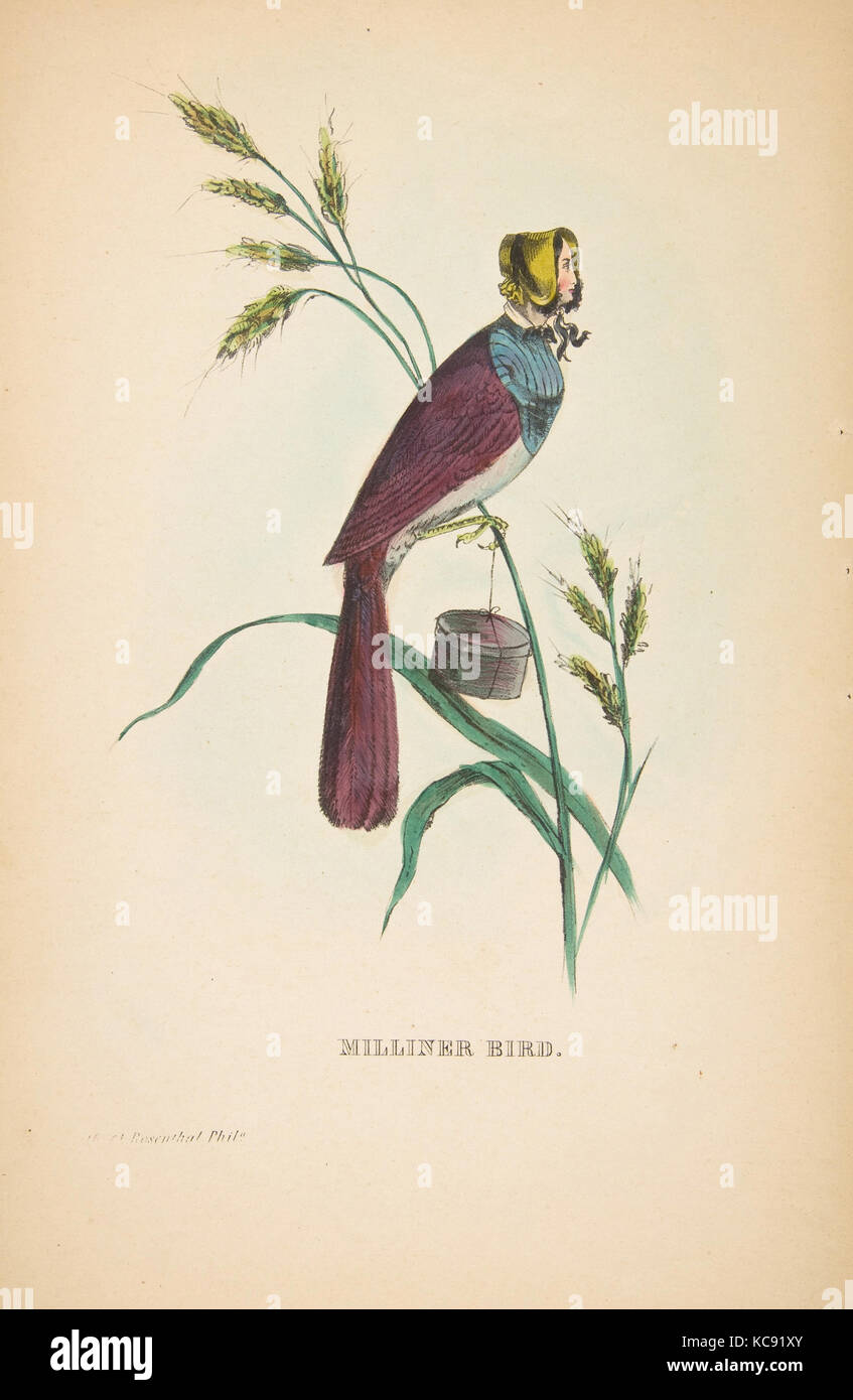 Hutmacher Vogel (Minnie Doyle), aus dem Comic natürliche Geschichte der ...