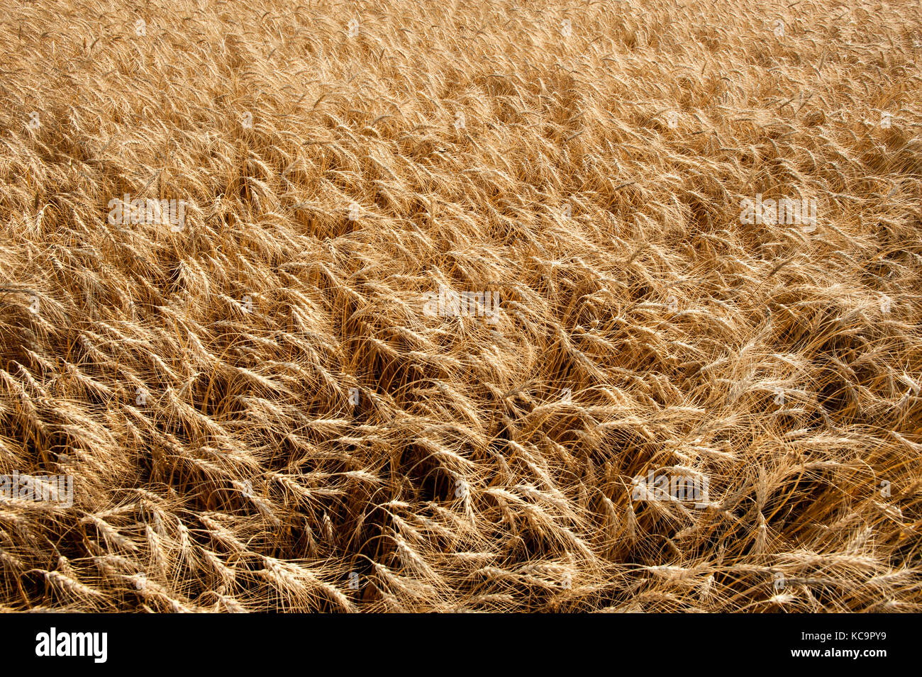 Den weizen ernten -Fotos und -Bildmaterial in hoher Auflösung – Alamy