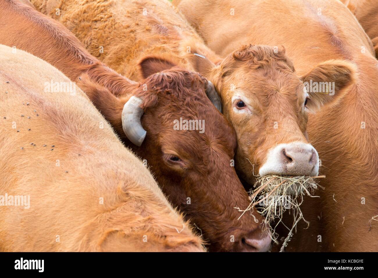 Limousin Rind Stockfotos und -bilder Kaufen - Alamy