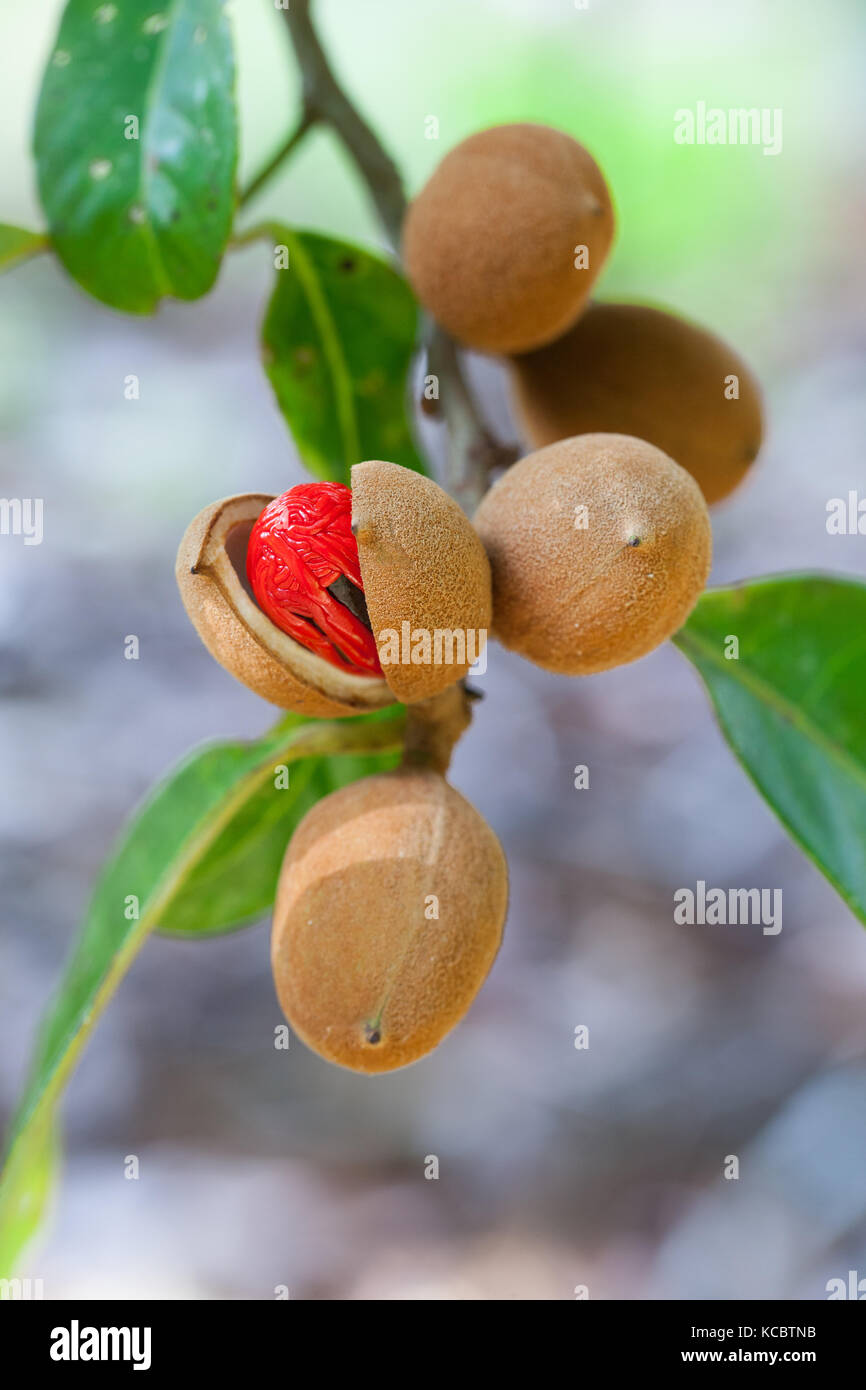 Der muskatbaum -Fotos und -Bildmaterial in hoher Auflösung – Alamy