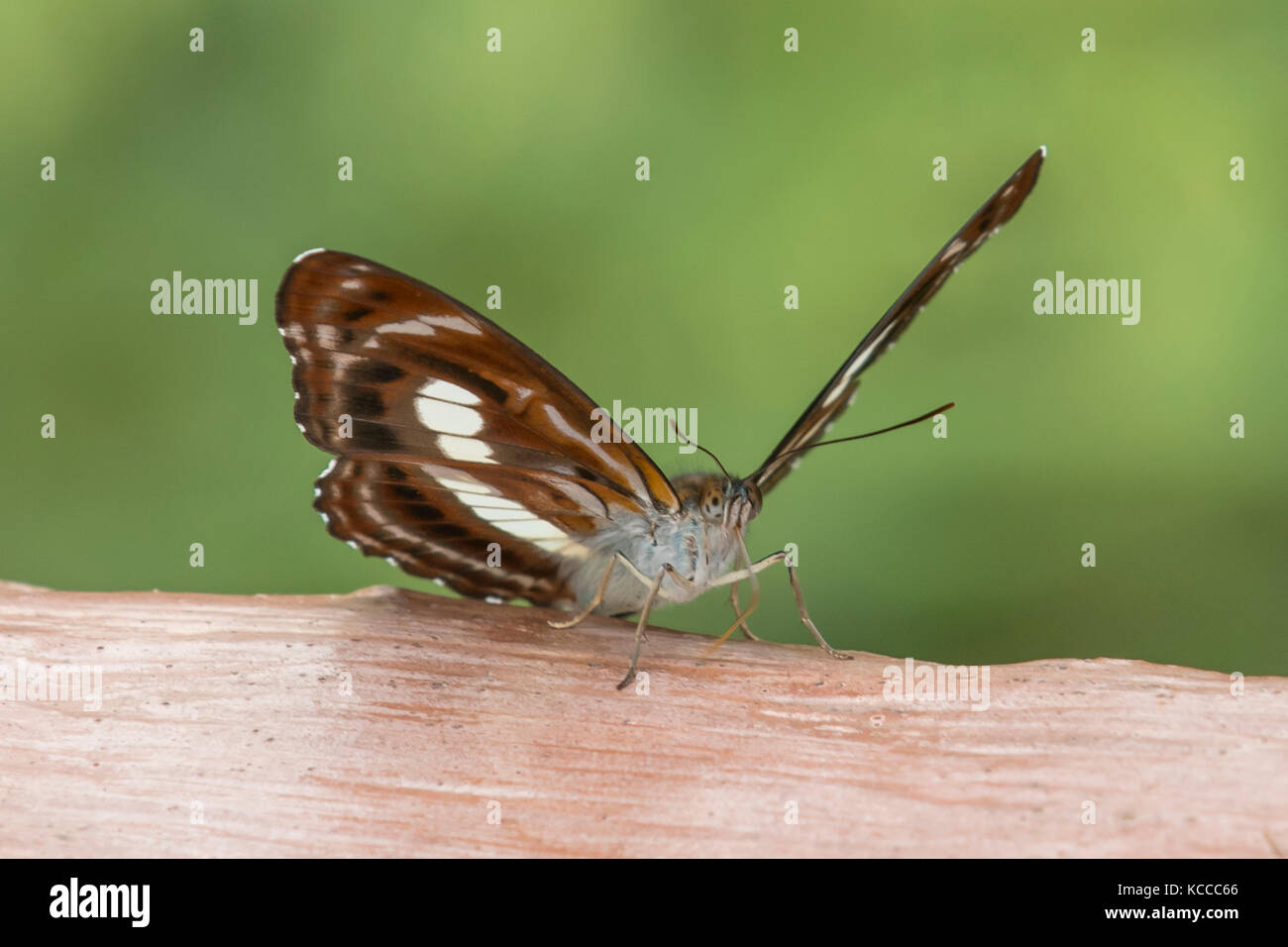 Staff Sergeant athyma selenophora Schmetterling, bei wilungyuan ...