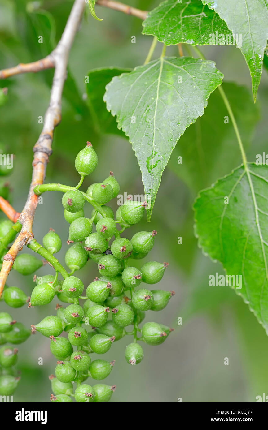 Kanadische Pappel, Früchte, Provence, Südfrankreich/(Populus x ...
