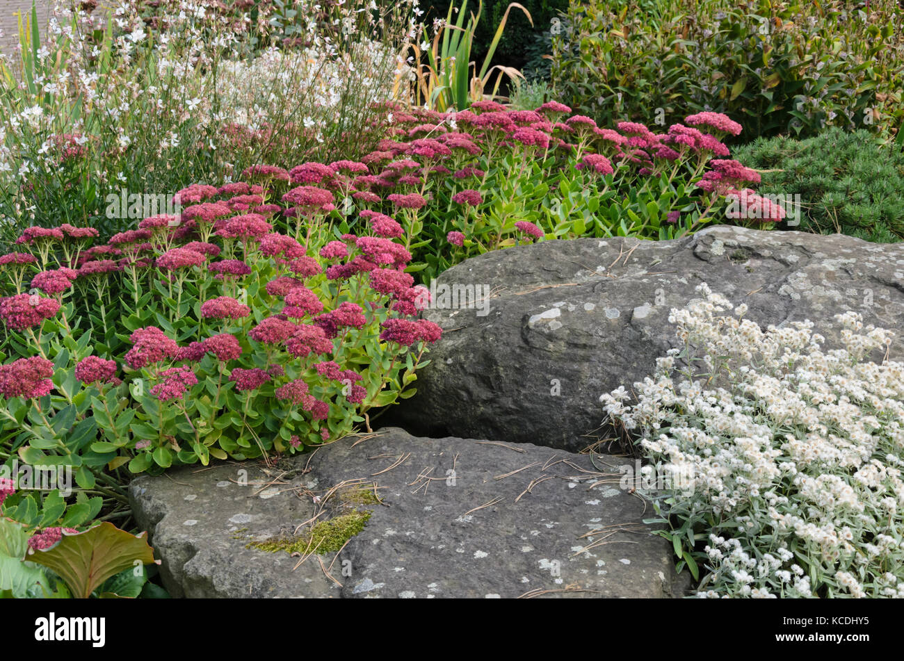 Orpine (Sedum telephium Syn. hylotelephium telephium Stockfotografie ...