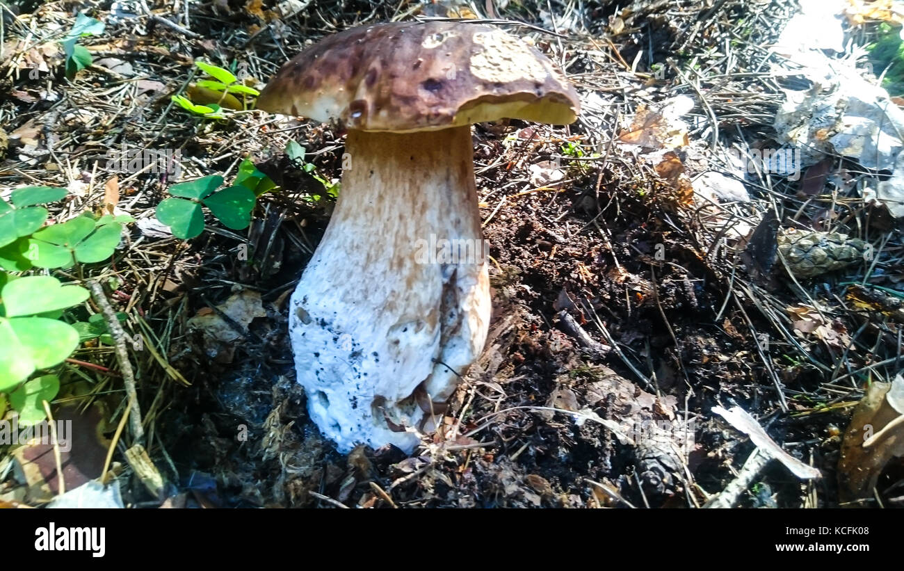 Sommer steinpilz boletus reticulatus -Fotos und -Bildmaterial in hoher ...