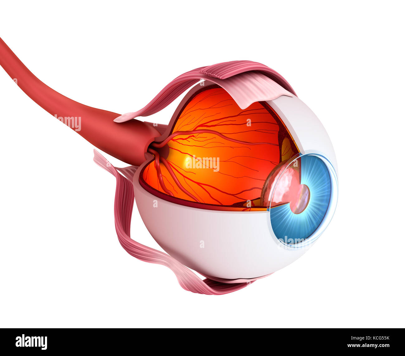 Anatomie des auges Ausgeschnittene Stockfotos und -bilder - Alamy