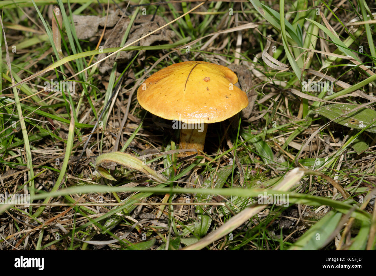 Suillus luteus -Fotos und -Bildmaterial in hoher Auflösung – Alamy