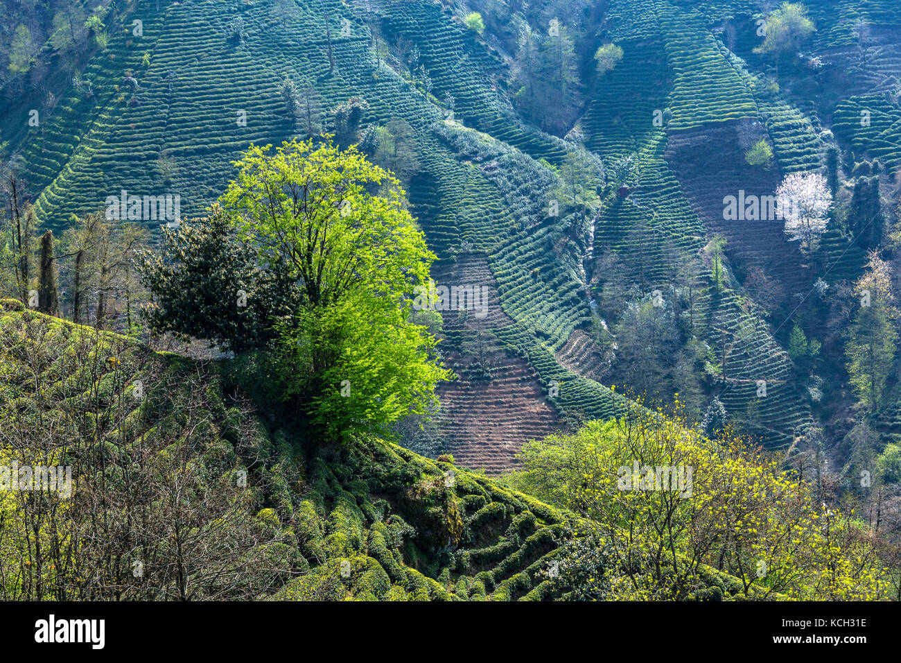 Rize tee -Fotos und -Bildmaterial in hoher Auflösung – Alamy