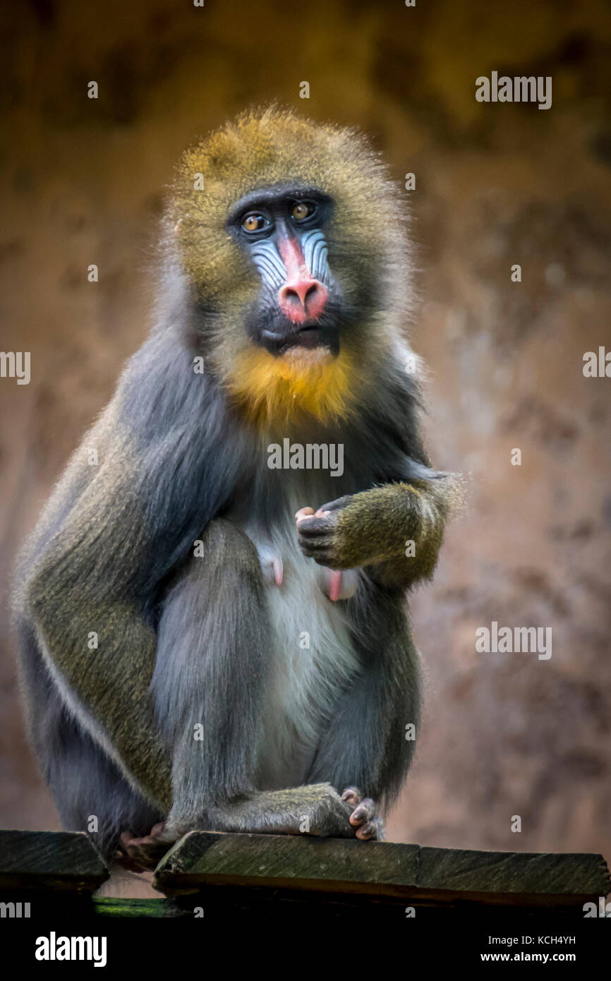 Mandrill affe -Fotos und -Bildmaterial in hoher Auflösung – Alamy