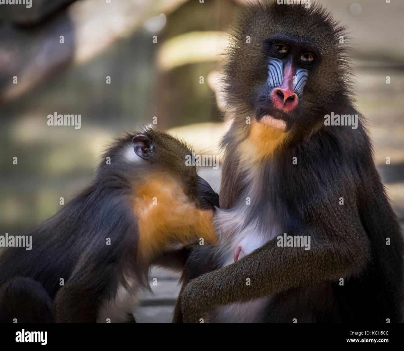 Mandrill affe -Fotos und -Bildmaterial in hoher Auflösung – Alamy