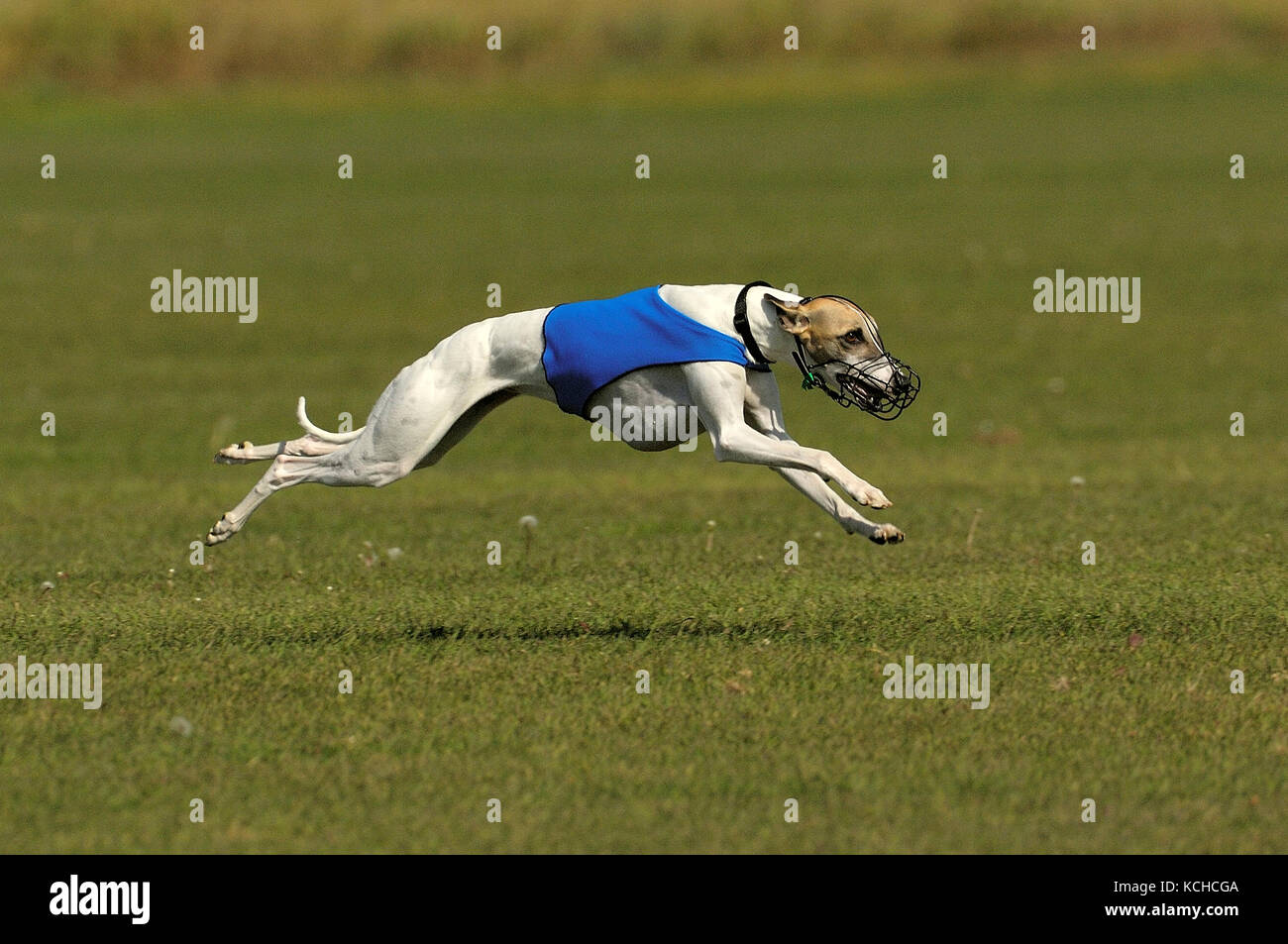 Racing whippet -Fotos und -Bildmaterial in hoher Auflösung – Alamy