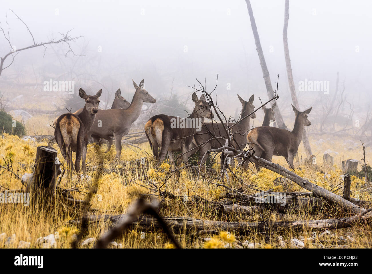 Rothirsche rudel nebel -Fotos und -Bildmaterial in hoher Auflösung – Alamy