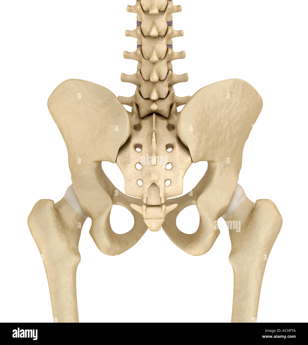 Human Skeleton Backside Stockfotos und -bilder Kaufen - Alamy