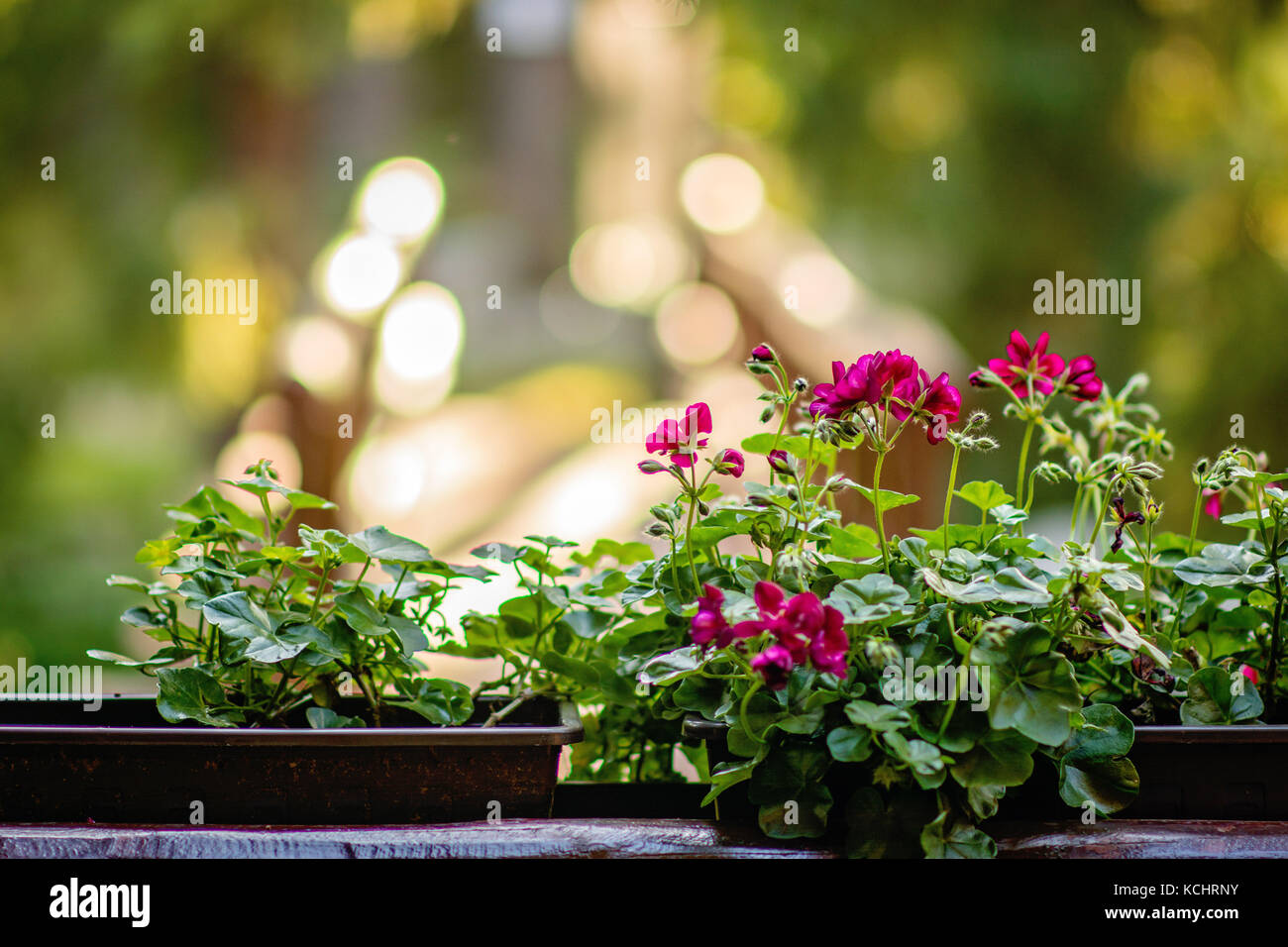 Geranium balcony -Fotos und -Bildmaterial in hoher Auflösung – Alamy