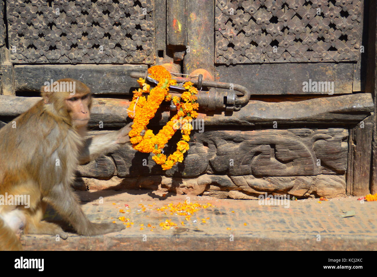 Rhesus macaque monkey -Fotos und -Bildmaterial in hoher Auflösung – Alamy