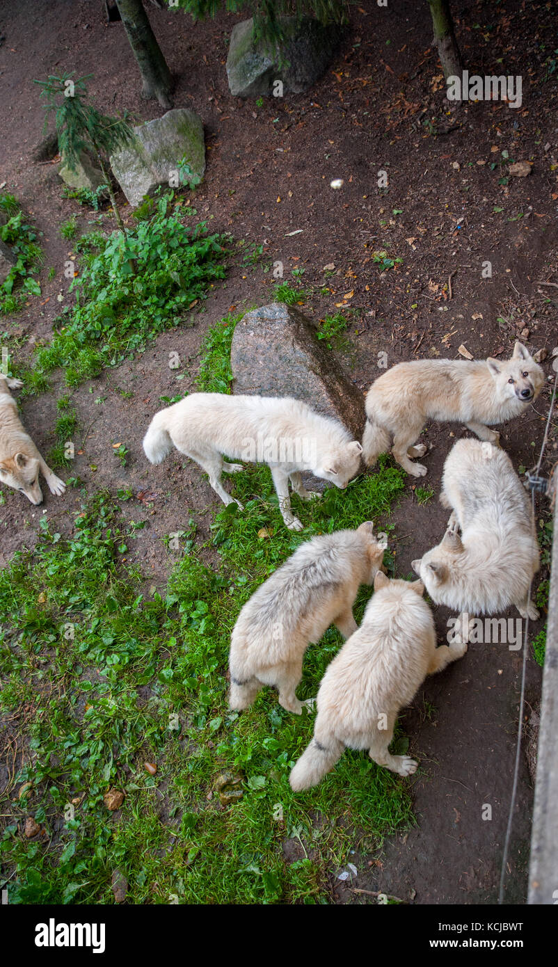 Wolf mit essen im mund -Fotos und -Bildmaterial in hoher Auflösung – Alamy