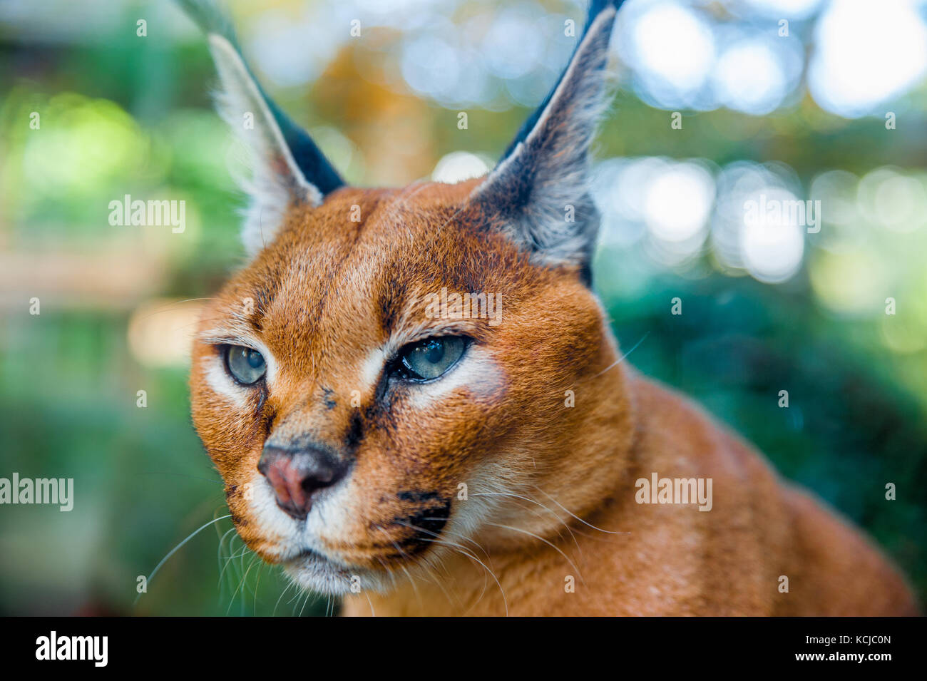 Junge karakal -Fotos und -Bildmaterial in hoher Auflösung – Alamy