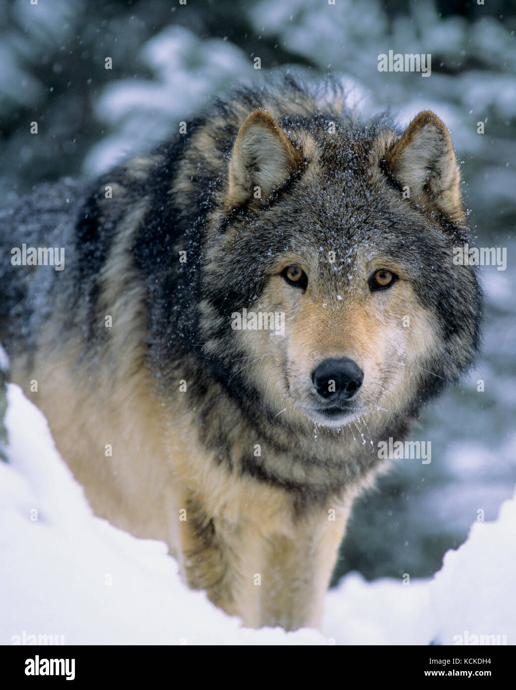 Wolf grauer wolf tier im wald -Fotos und -Bildmaterial in hoher ...