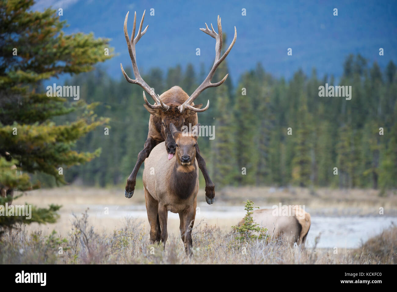 Paarung Elch, cervus canadensis nelsoni, Rocky Mountains, Alberta ...