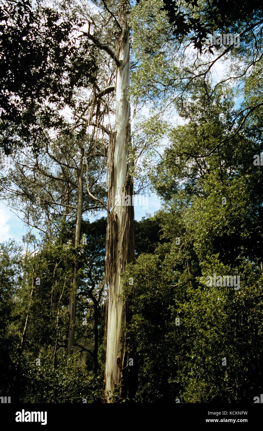 Tasmanischer Sumpfgummi oder Bergasche (Eucalyptus regnans). Die ...