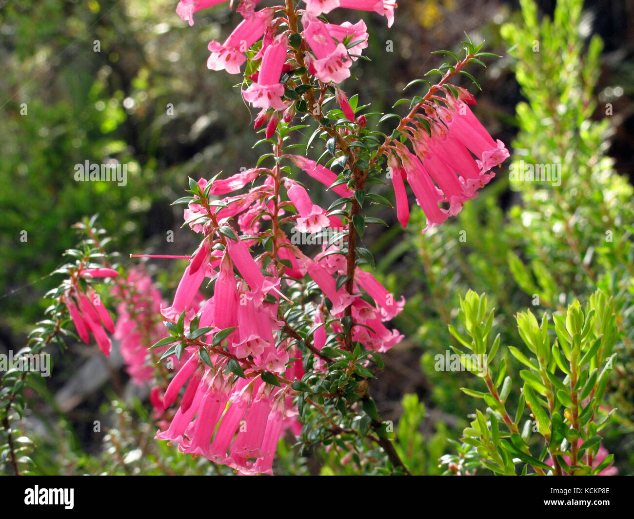 Gewöhnliche Heide (Epacris impressa) in Blüte. Die rosa Form (Rosa ...