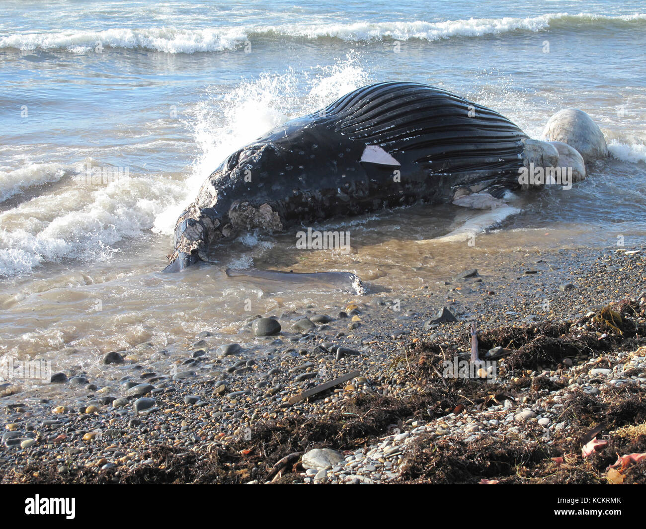 Tod Der Wale Stockfotos und -bilder Kaufen - Alamy