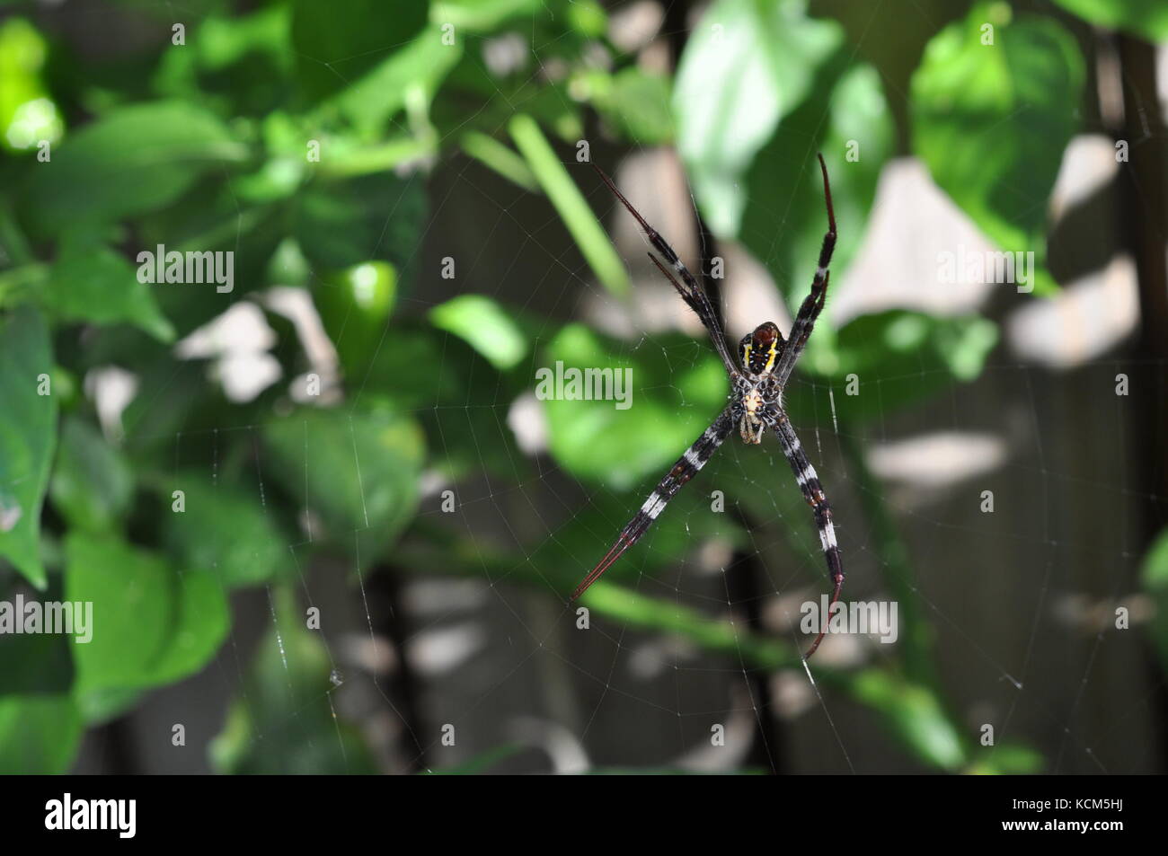 Spinne tarsus -Fotos und -Bildmaterial in hoher Auflösung – Alamy