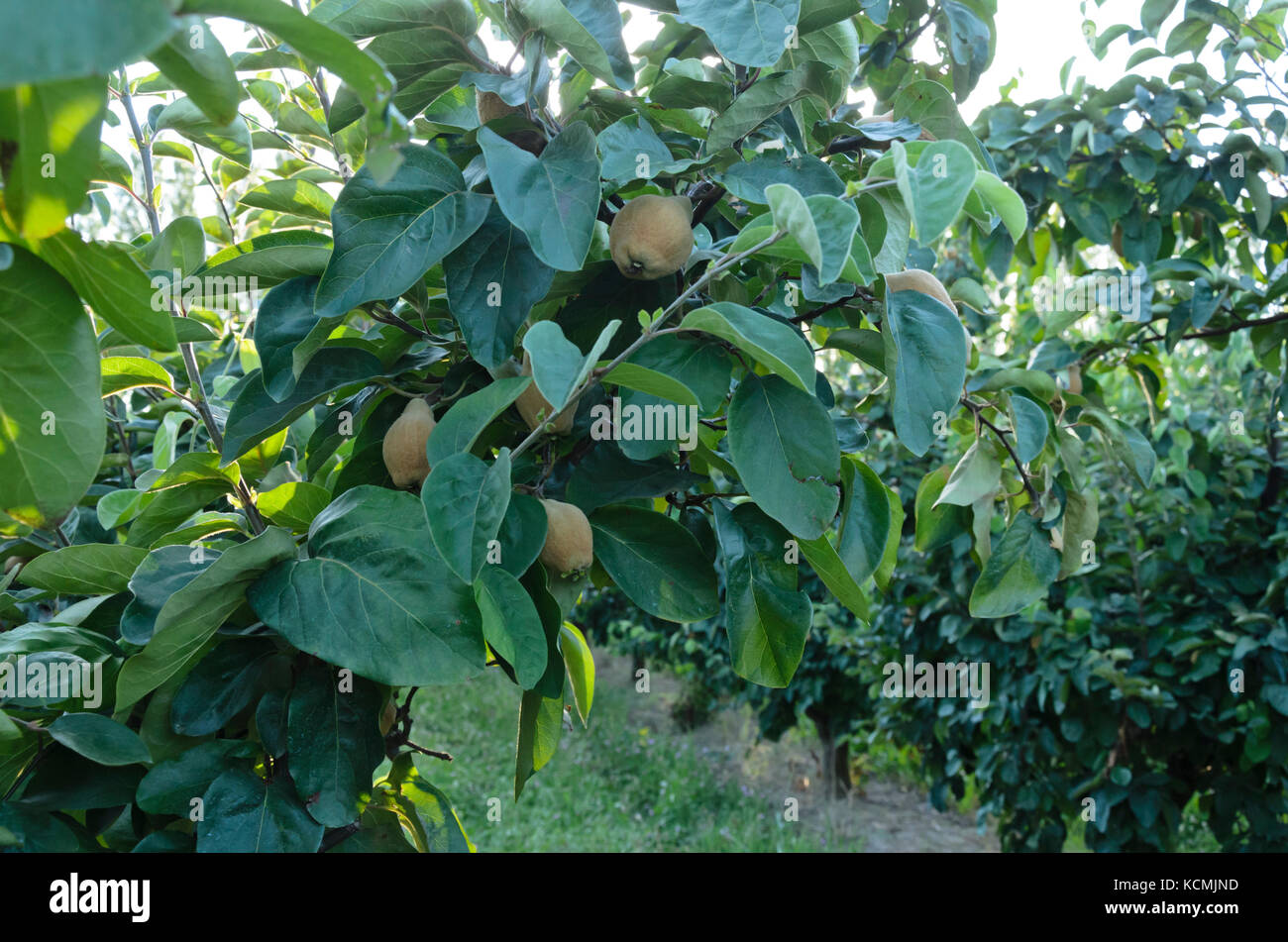 Essbare quitte -Fotos und -Bildmaterial in hoher Auflösung – Alamy