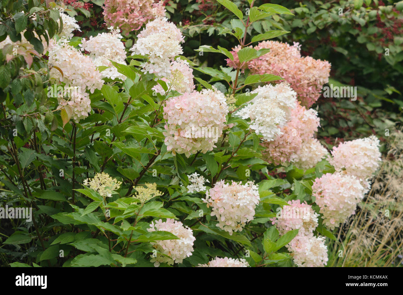 Rispe Hortensie (Hydrangea paniculata 'Mega-Perlen' Stockfotografie - Alamy