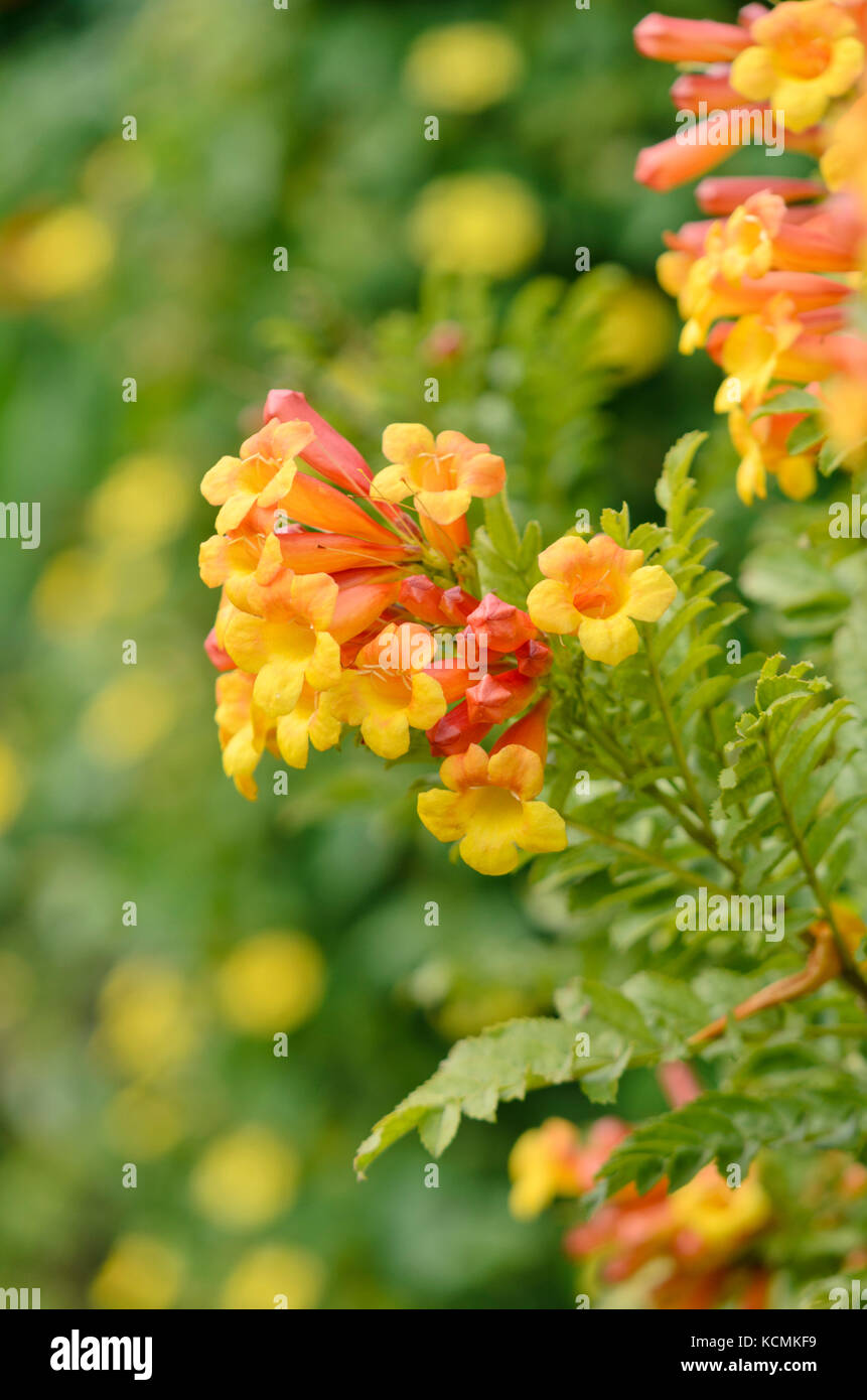 Tecomaria capensis -Fotos und -Bildmaterial in hoher Auflösung – Alamy