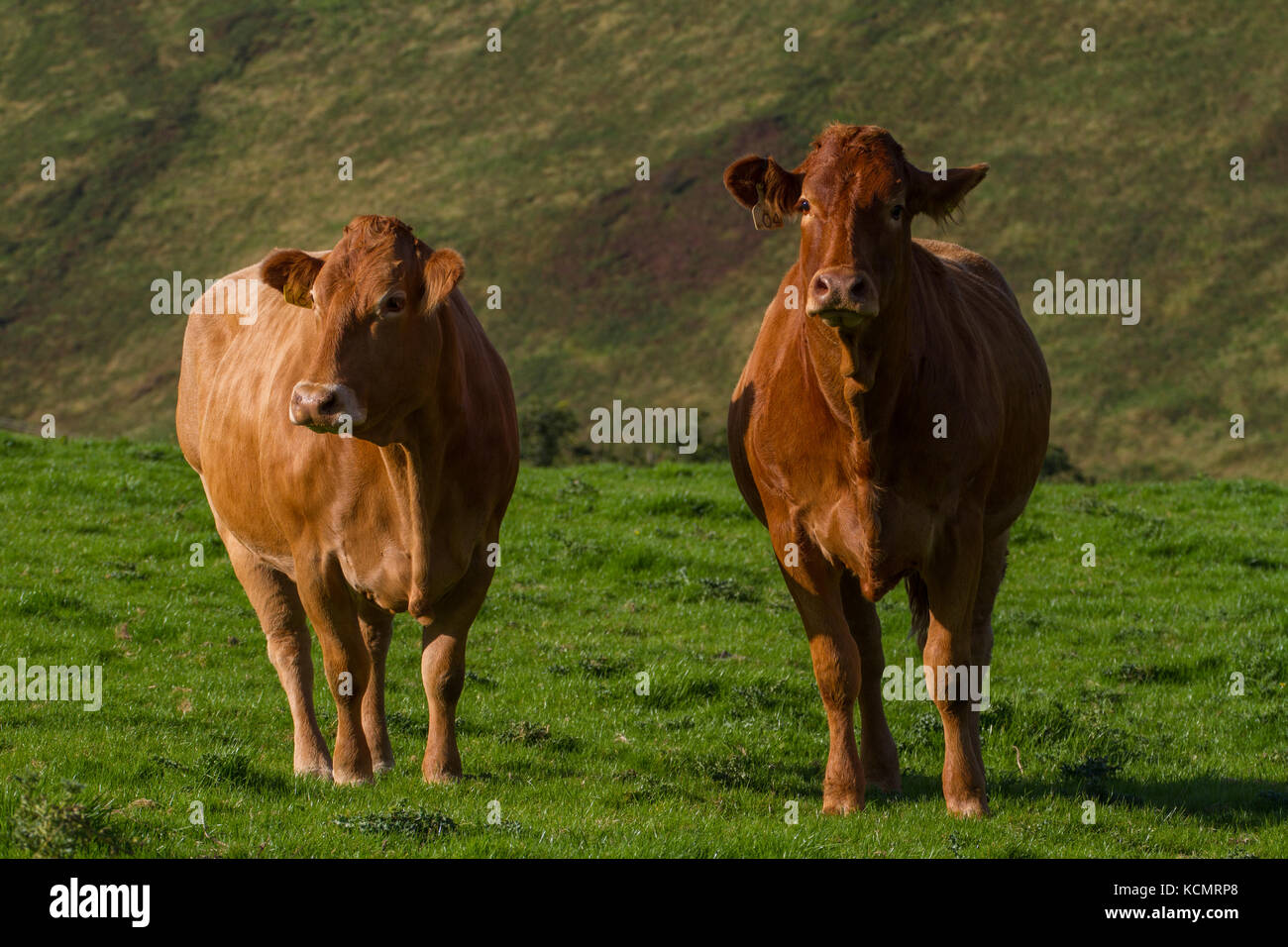 Limousin cows -Fotos und -Bildmaterial in hoher Auflösung – Alamy