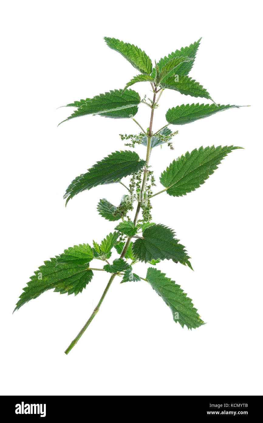 Brennnessel nahaufnahme -Fotos und -Bildmaterial in hoher Auflösung – Alamy